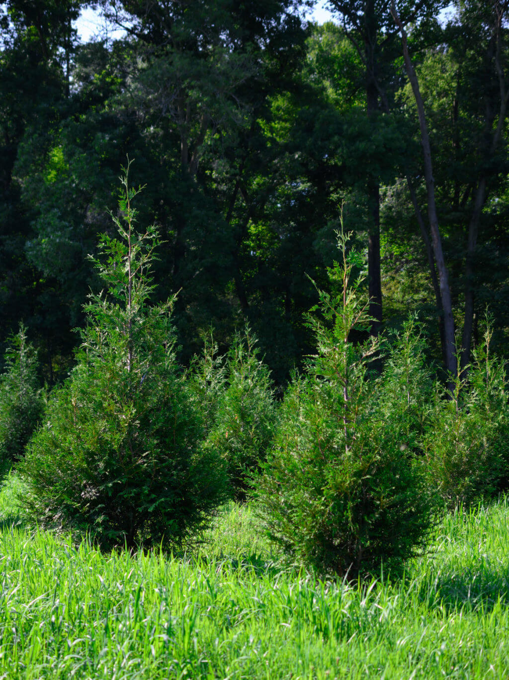 Green Giant Trees | The Region's Largest Supplier of Green Giant Arborvitae