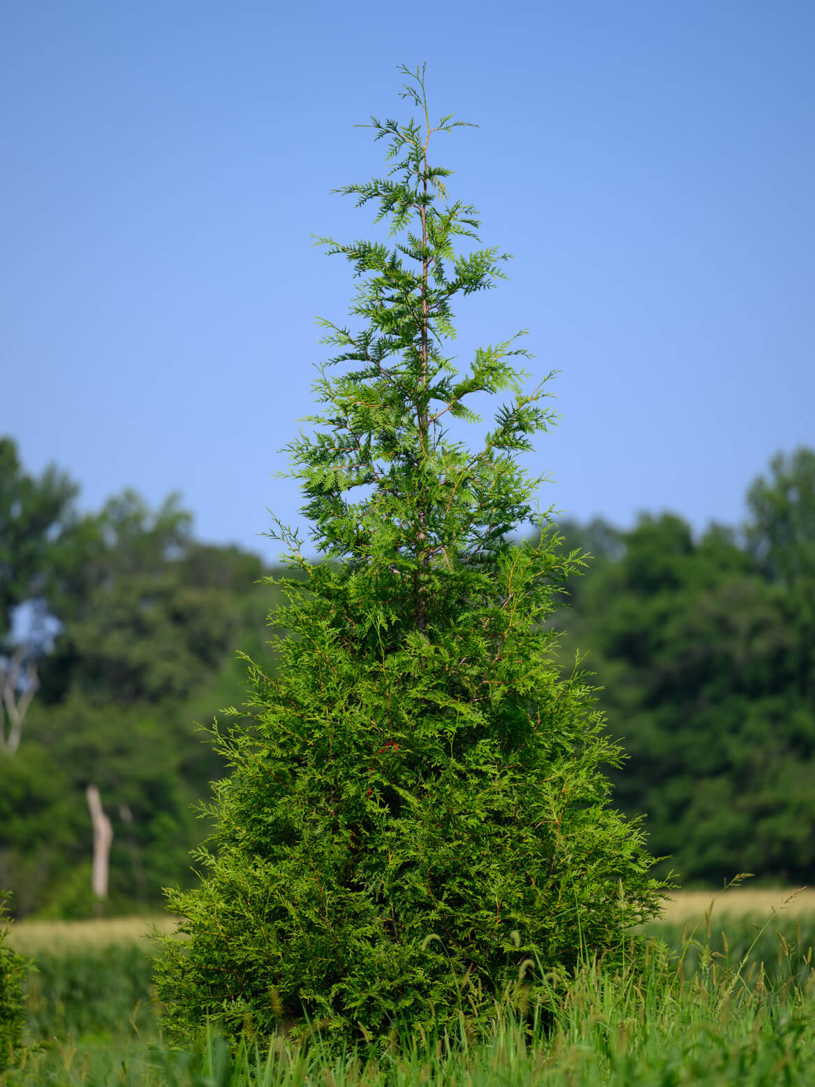 Green Giant Trees | The Region's Largest Supplier of Green Giant Arborvitae