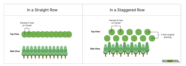 Green Giant Arborvitae - Long Island | GreenGiantTrees.com
