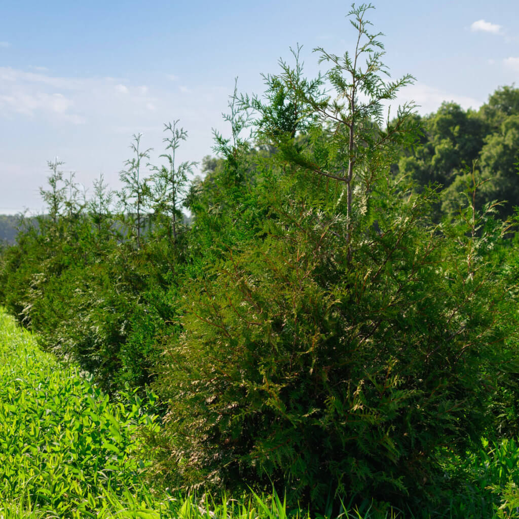 Green Giant Arborvitae - Newark, NJ | Rolling Fields