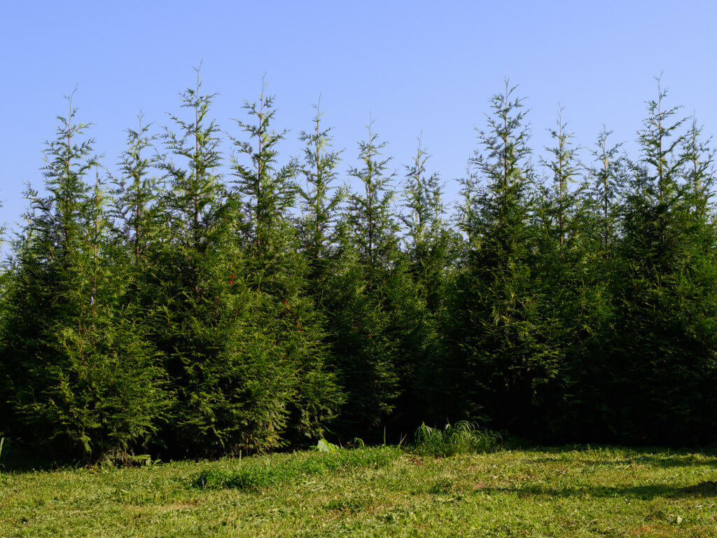 Rolling Fields Tree Farm | Green Giant Trees for Sale