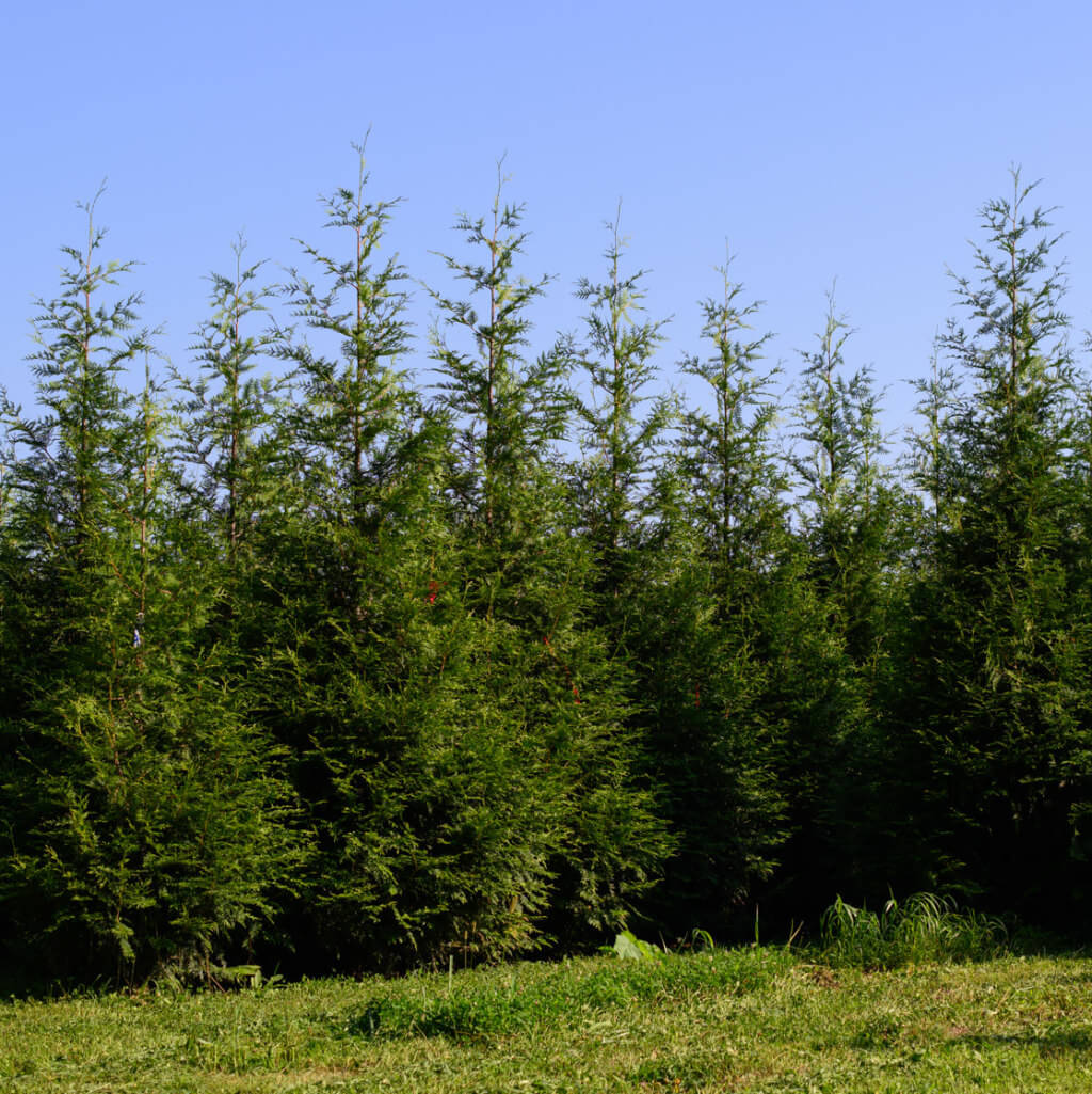 Rolling Fields Tree Farm | Green Giant Trees for Sale