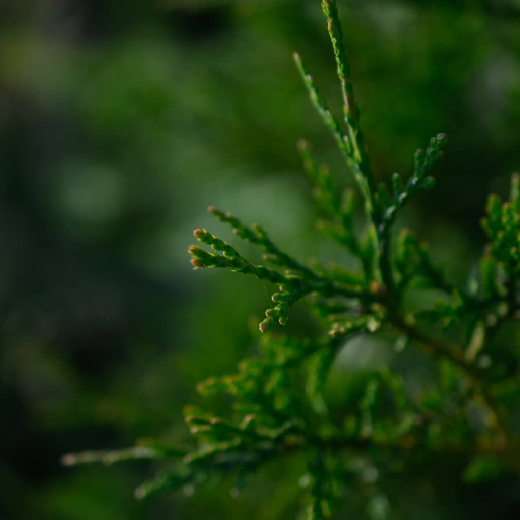 Green Giant Arborvitae - Delaware - Privacy Trees
