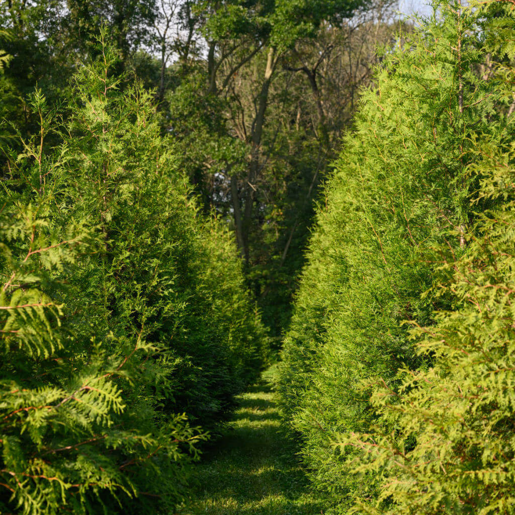 Rolling Fields Tree Farm | Green Giant Trees for Sale