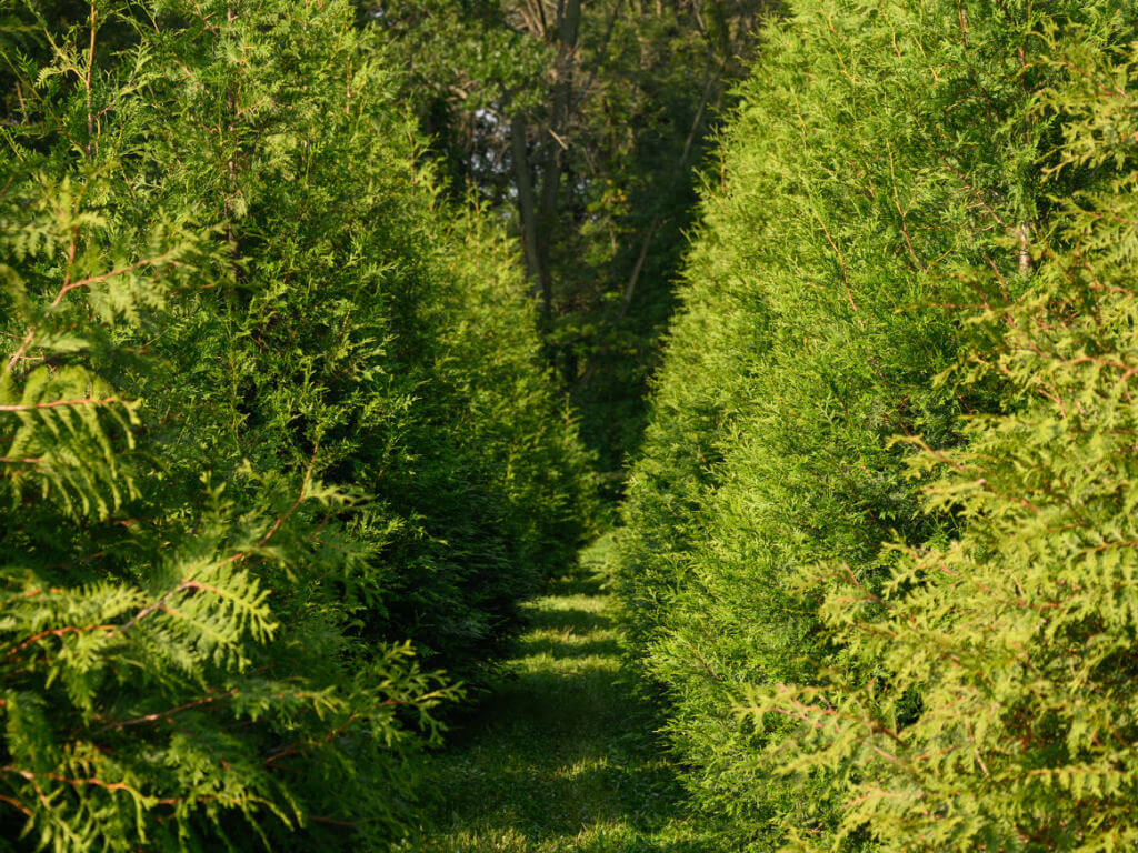 Rolling Fields Tree Farm | Green Giant Trees for Sale