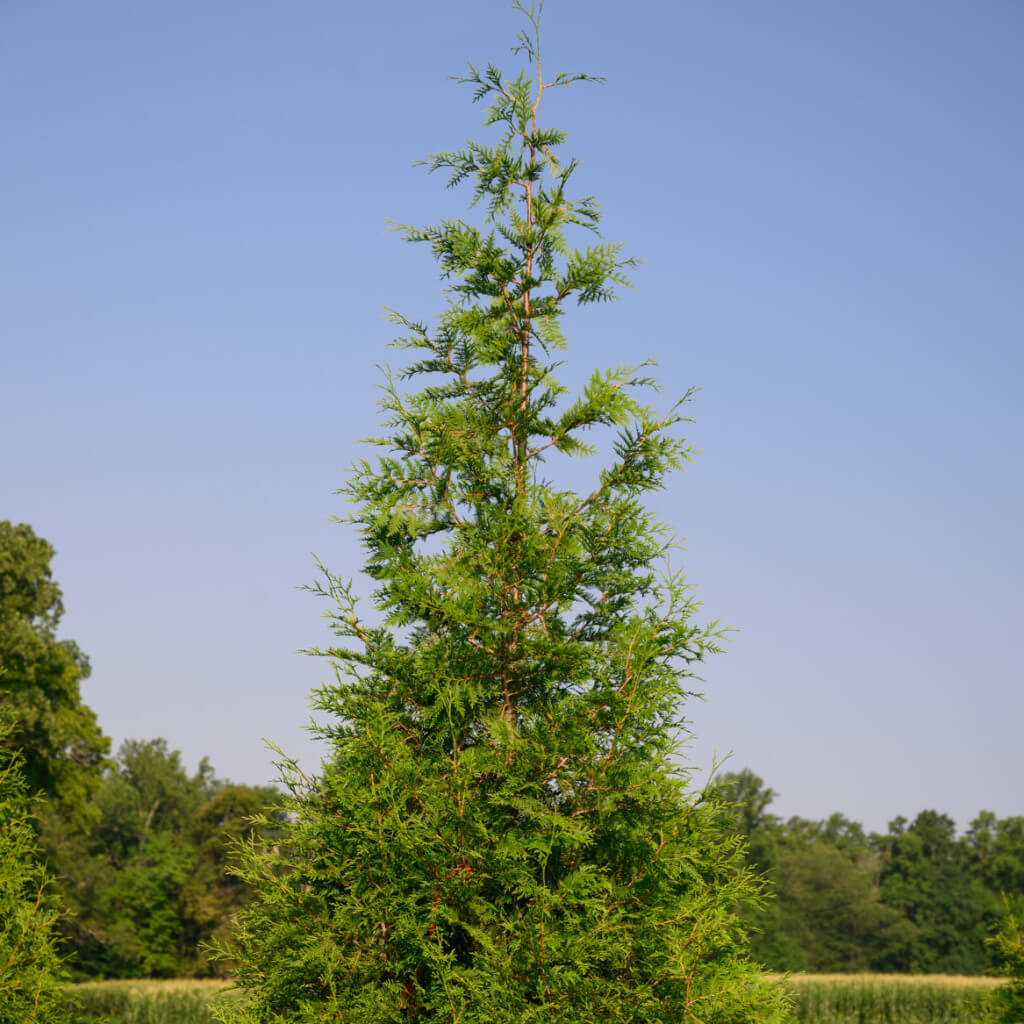 Green Giant Arborvitae - Delaware - Privacy Trees