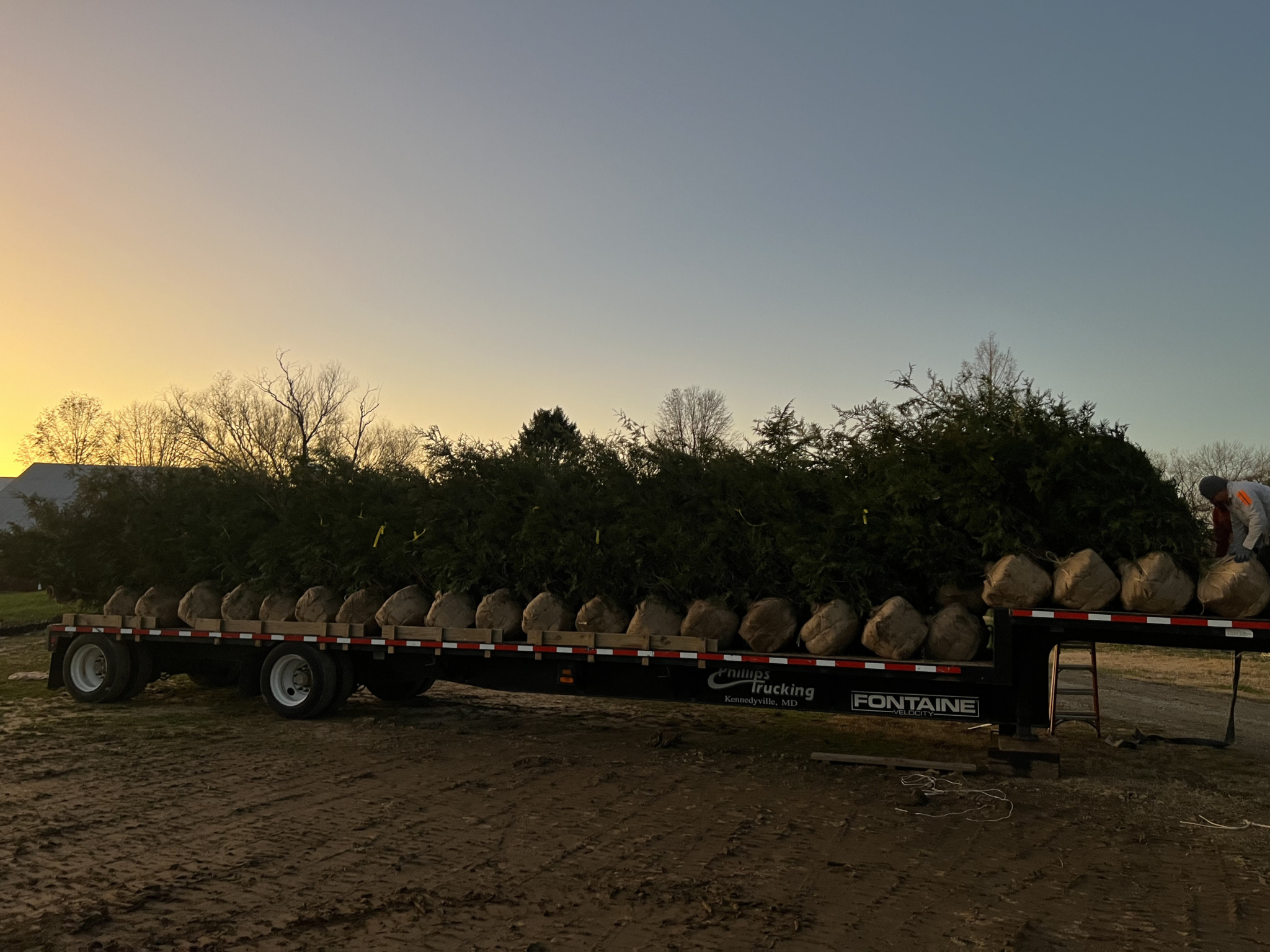 Rolling Fields Tree Farm | Green Giant Trees for Sale