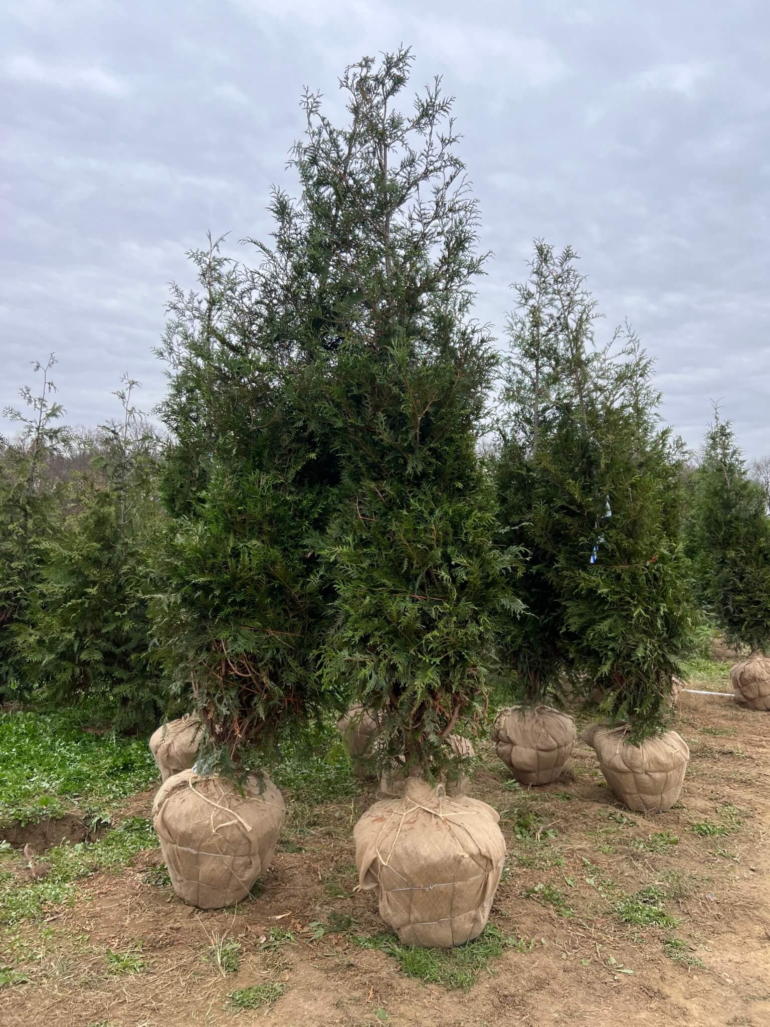 Green Giant Arborvitae - Greenwich, CT | Rolling Fields