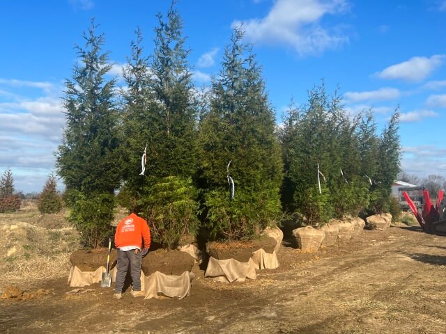 Green Giant Arborvitae - Greenwich, CT | Rolling Fields