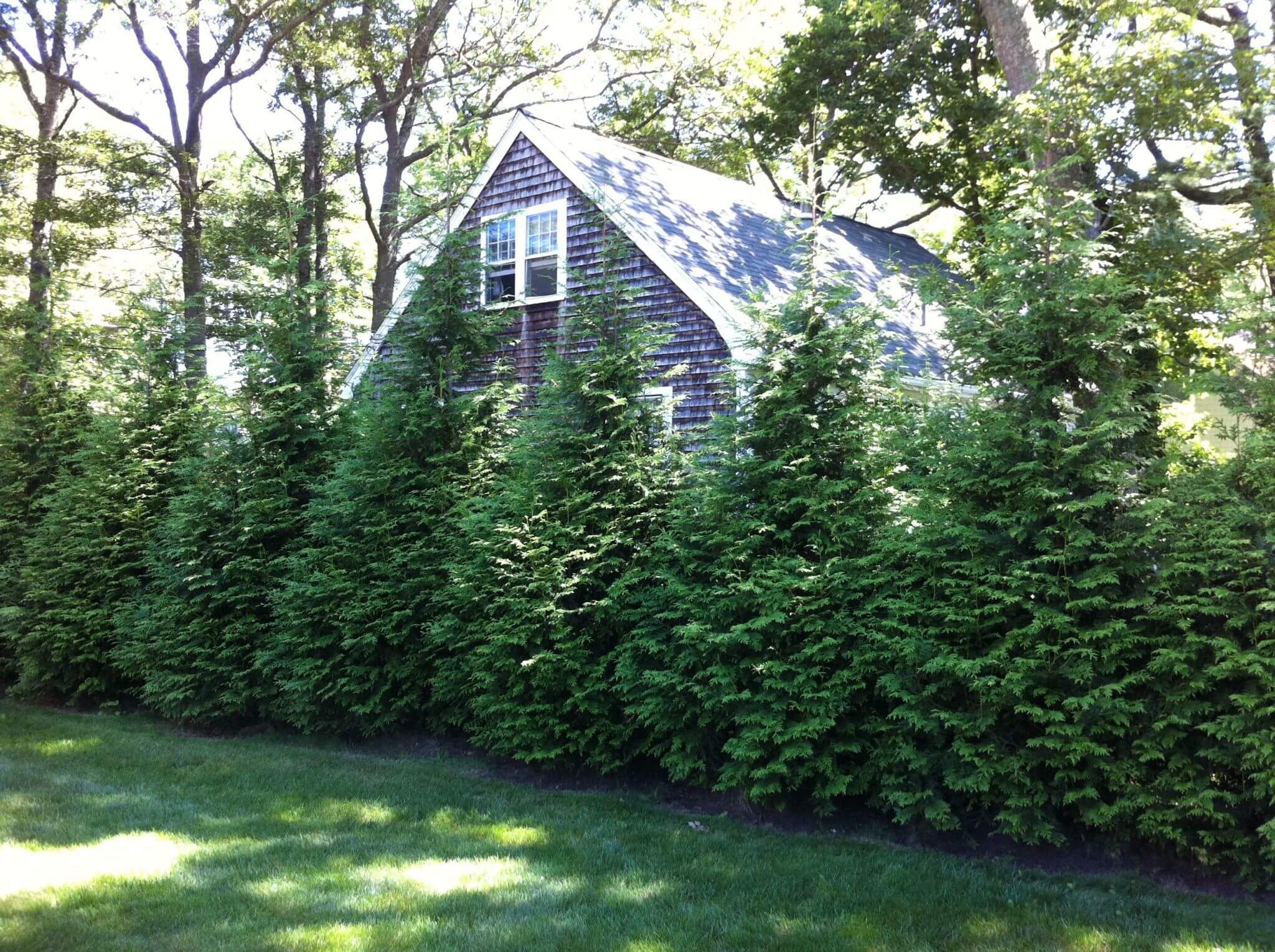 Optimal Green Giant Arborvitae Spacing - Planting Guide