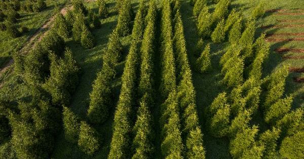 Green Giant Arborvitae - Pittsburgh | Rolling Fields