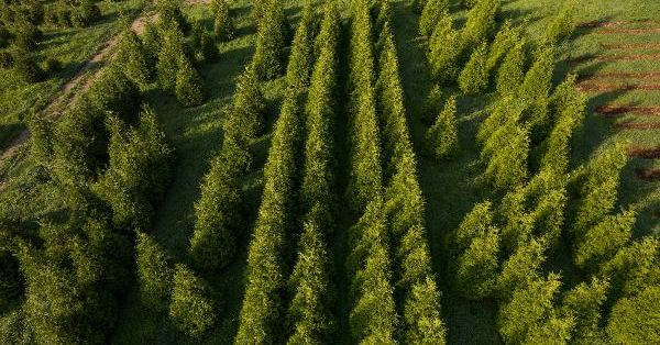 Green Giant Arborvitae - Delaware | Privacy Trees From 1-20'