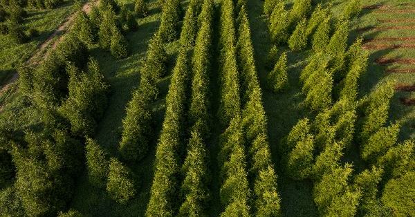 Green Giant Arborvitae - Cape Cod | GreenGiantTrees.com