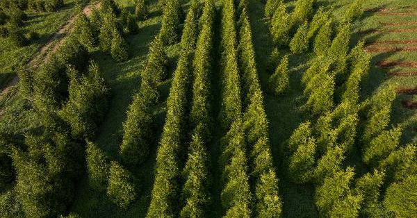 Green Giant Arborvitae - Newark, NJ | Rolling Fields