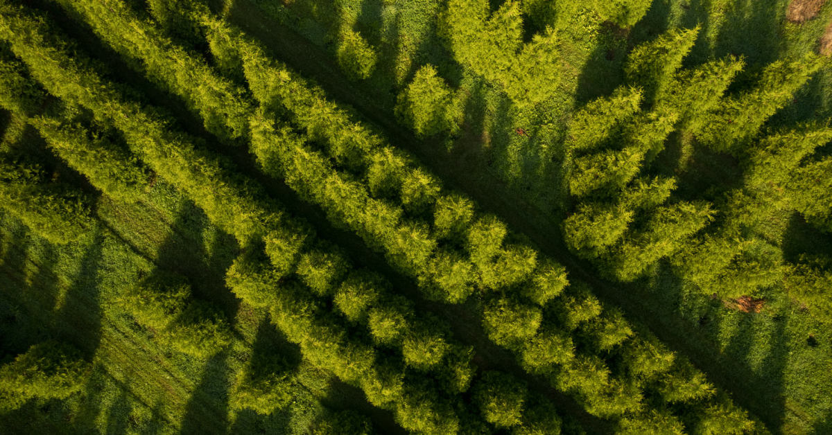 Chesterfield, VA | Rolling Fields Tree Farm