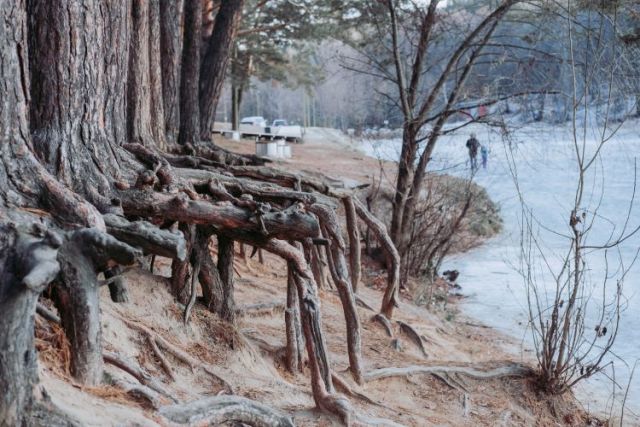 How to Stop Roots from Damaging Pipes | Rolling Fields Tree Farm