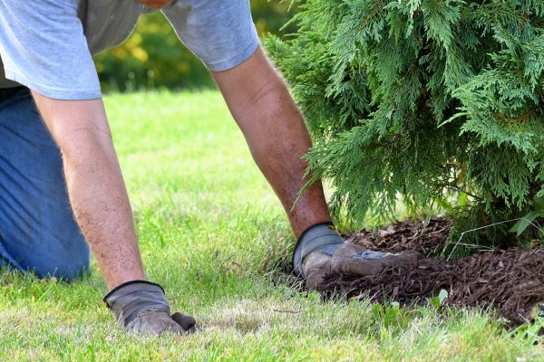 How to Get Arborvitae to Grow in Full | GreenGiantTrees.com