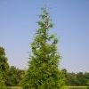 American Pillar Arborvitae | Tall Narrow Privacy Trees
