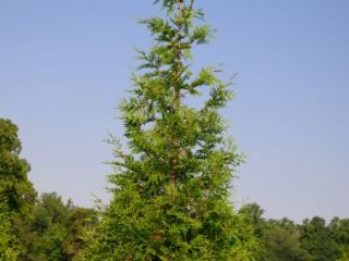 Green Giant Product Information | Rolling Fields Tree Farm