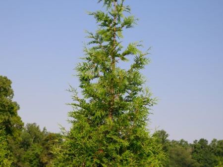 American Pillar Arborvitae | Tall Narrow Privacy Trees