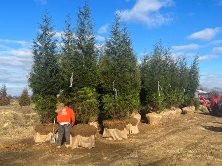 Privacy Trees for Sale | Rolling Fields Tree Farm