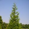 Green Giant Arborvitae - Greenwich, CT | Rolling Fields