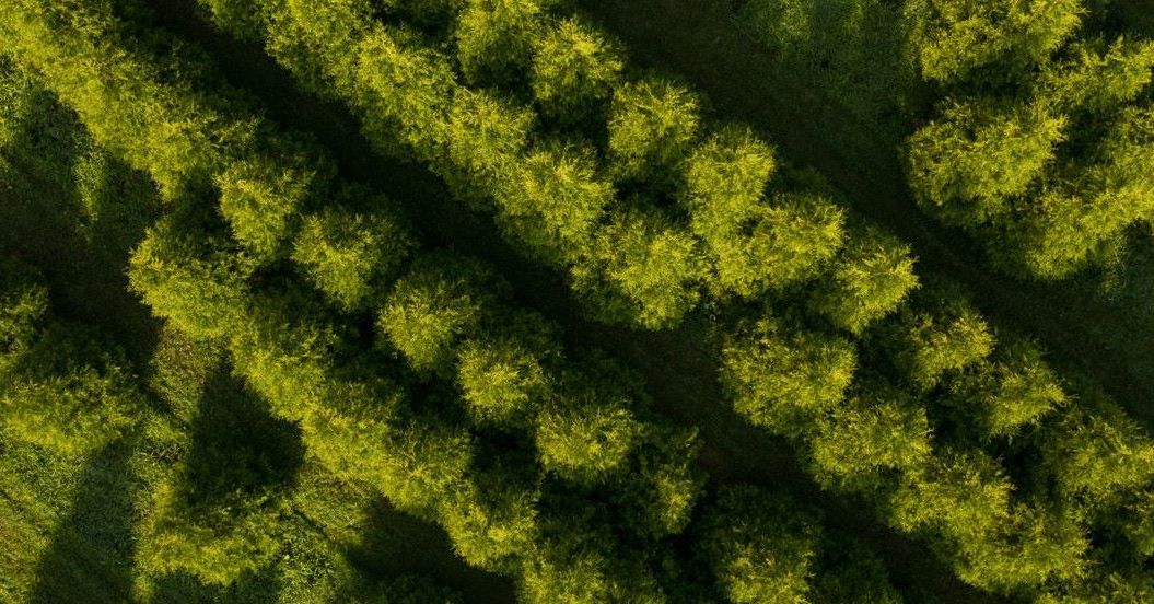 Arborvitae in Bowie, MD | Rolling Fields Tree Farm