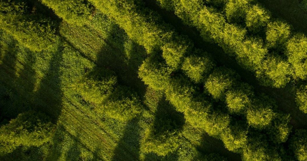 Arborvitae in Melville, NY | Rolling Fields Tree Farm