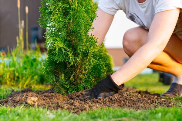 Guide: How to Fertilize Green Giant Arborvitae