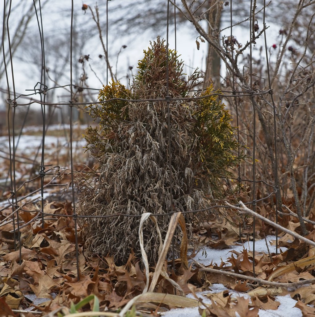 How to Prevent Winter Burn: A Guide for Tree Care