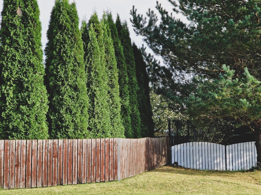 The Ultimate Guide to Selecting Trees for Backyard Privacy