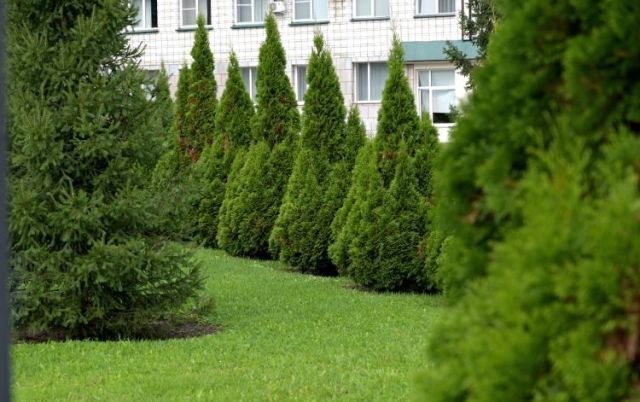 Creating Natural Privacy Screens with Arborvitae: A Comprehensive Guide