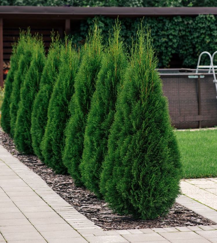 Creating Natural Privacy Screens with Arborvitae: A Comprehensive Guide