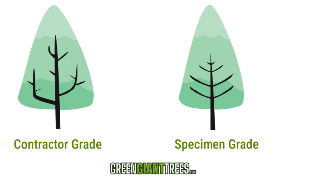 Green Giant Arborvitae - Delaware | Privacy Trees From 1-20'