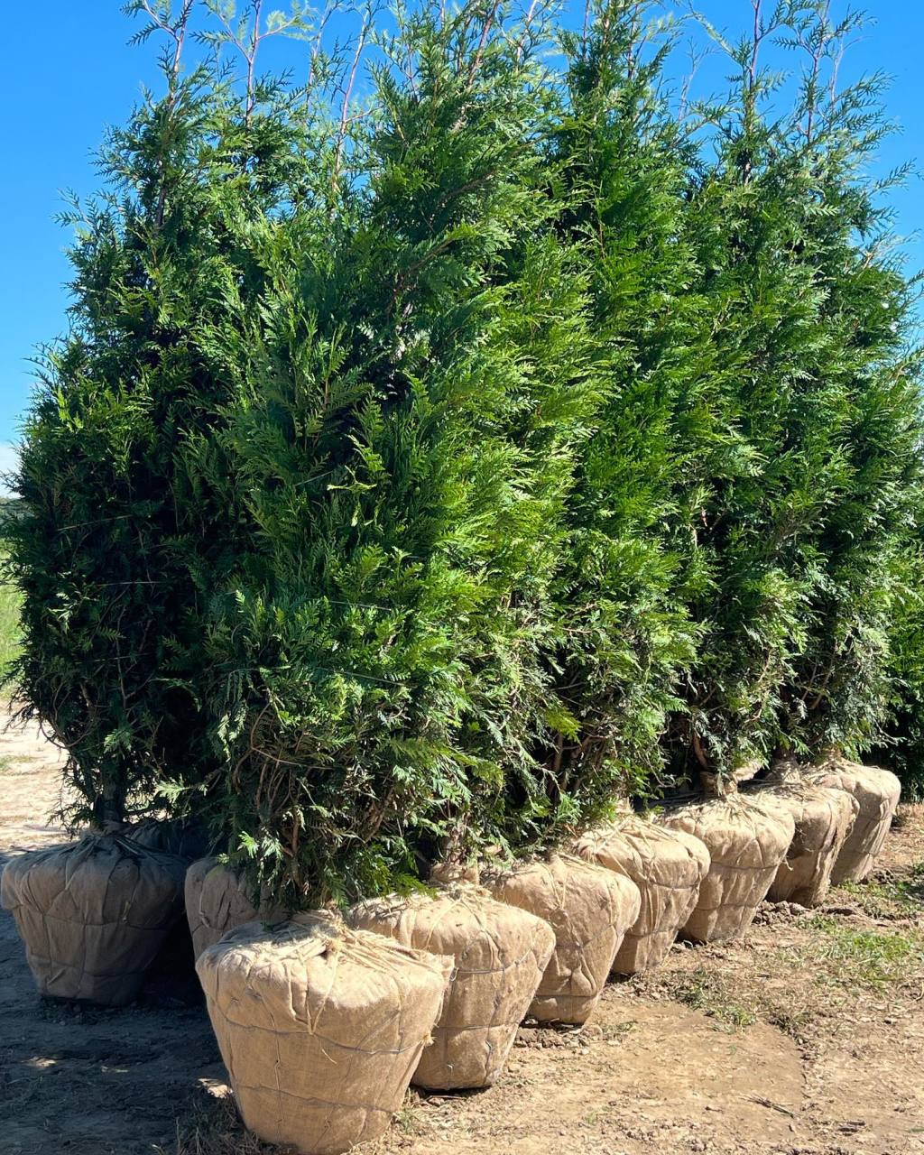 Green Giant Arborvitae - Ultimate Storm-Ready Privacy Tree