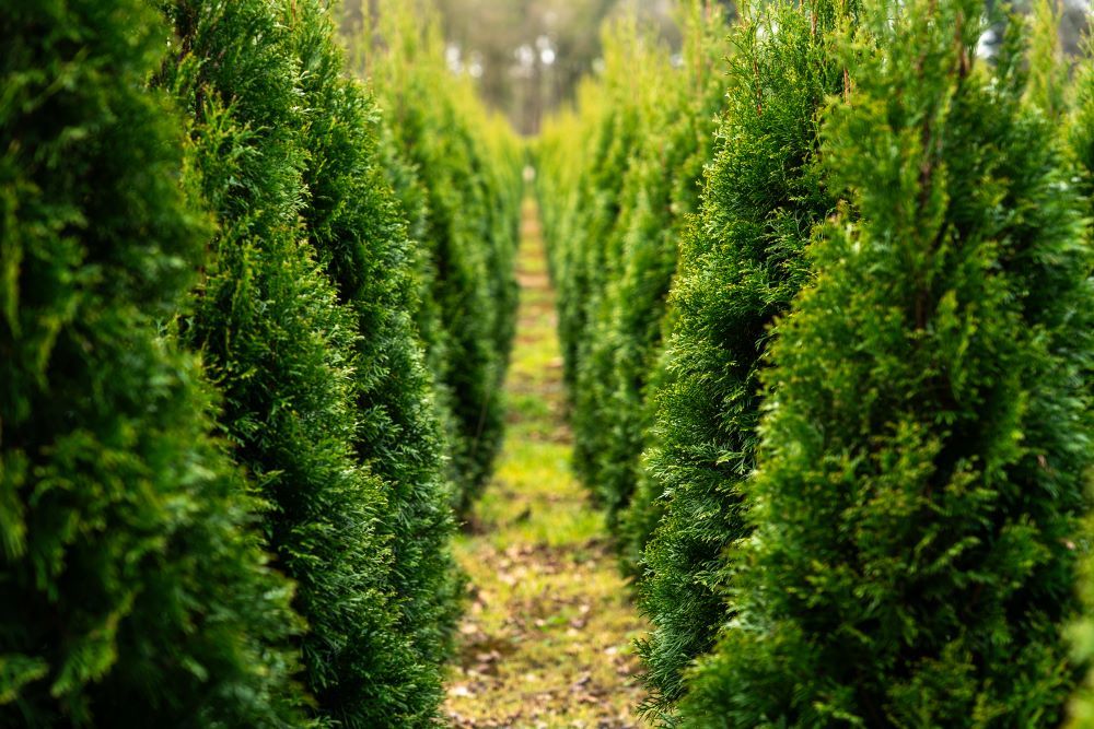 Optimal Green Giant Arborvitae Spacing - Planting Guide