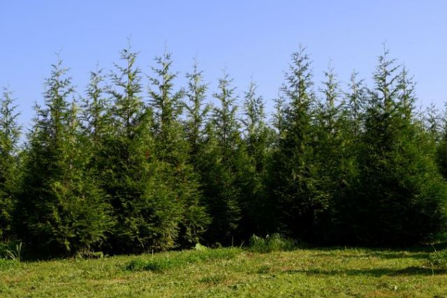 Why Green Giant Arborvitae is the Perfect Windbreak Tree