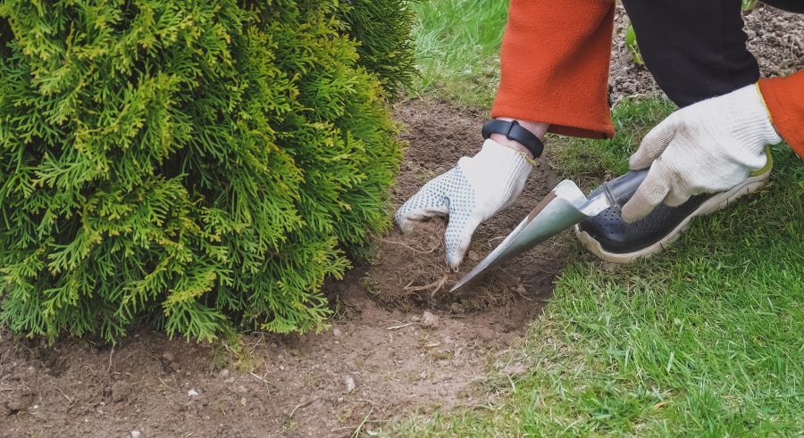 When Is The Best Time To Plant Arborvitae