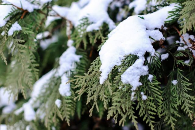 Winter Care for Arborvitae: Protect Your Investment