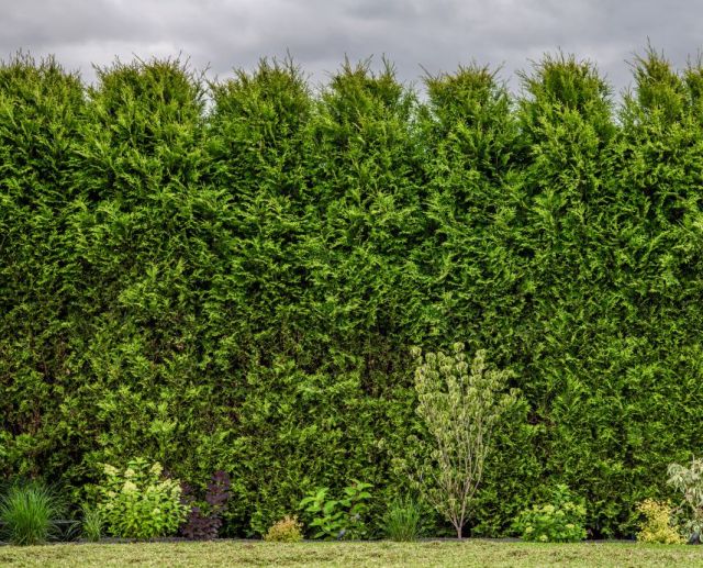 Why a Tree Fence May Be the Best Fence You'll Ever Choose