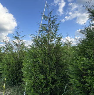 Excelsa Arborvitae Privacy Trees | Rolling Fields Tree Farm