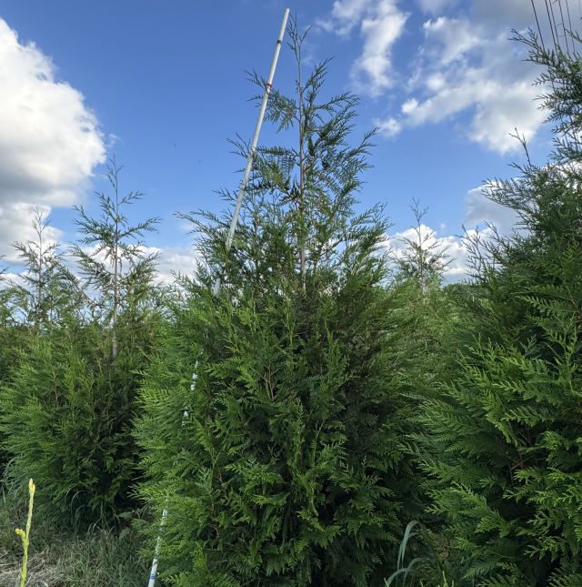 Excelsa Arborvitae Privacy Trees | Rolling Fields Tree Farm