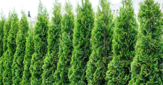 American Pillar Arborvitae | Tall Narrow Privacy Trees